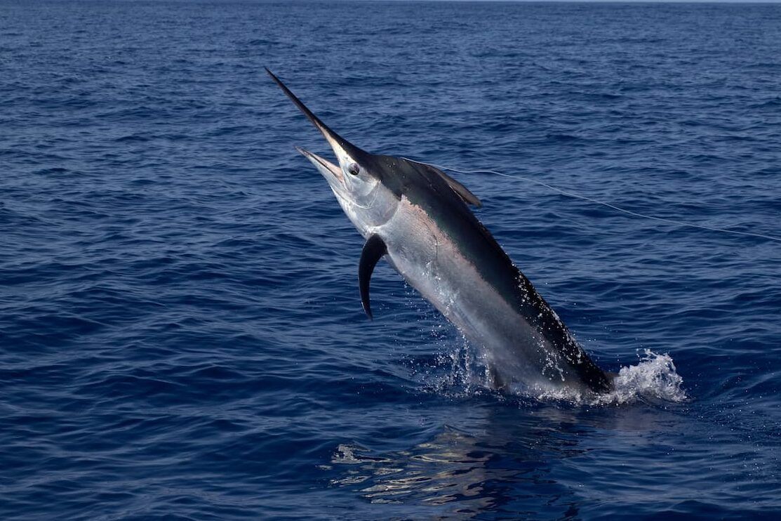 ¿Qué tipo de pescado es el emperador? Descubre este delicioso pescado ...