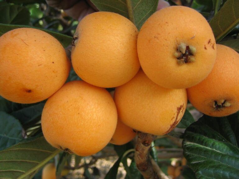 Propiedades del níspero y sus beneficios: descubre los secretos de esta ...