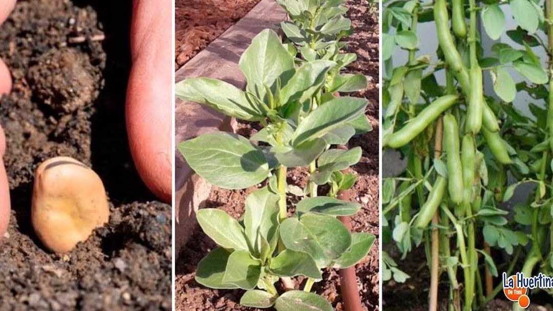 En qué fecha se siembra las habas: descubre el momento perfecto para ...