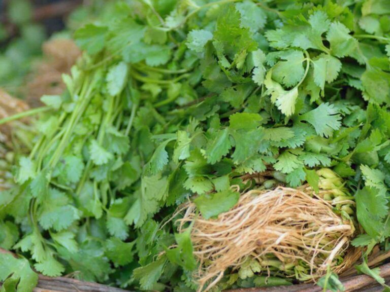 Qué es el cilantro y para qué sirve en la cocina - Descubre los usos ...